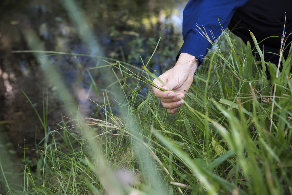 Sunshine Coast & Brisbane Environmental Consultants