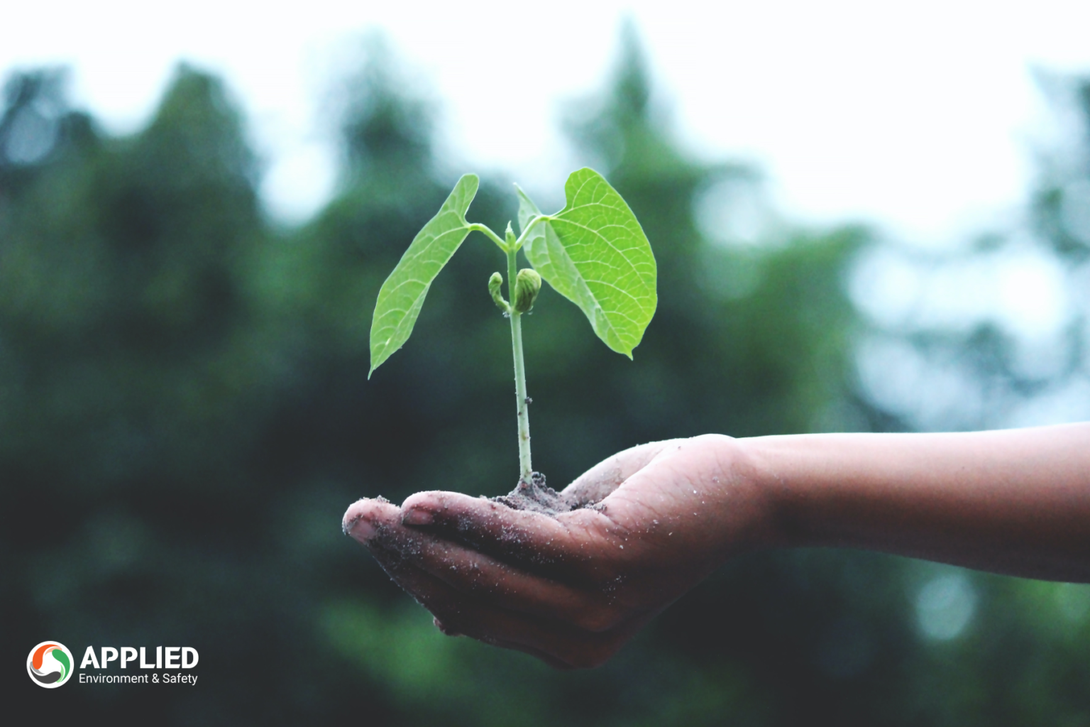 Environmental Rehabilitation Management | AES